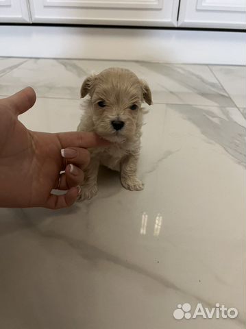 Мальтипу ф1 микро девочка капучино