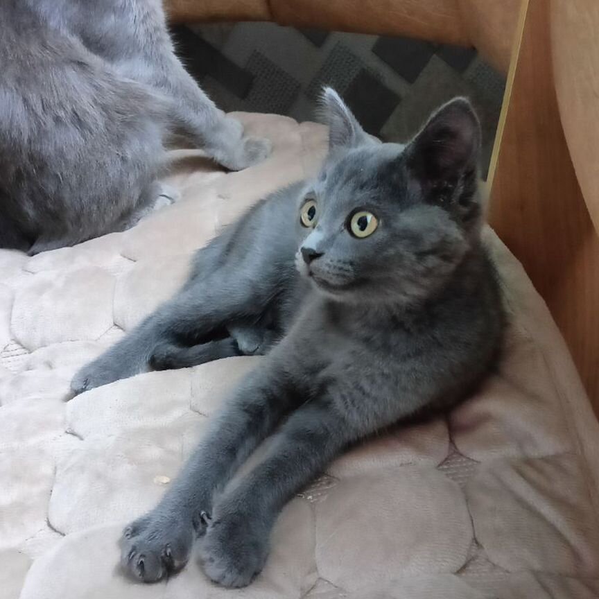 Кошечка