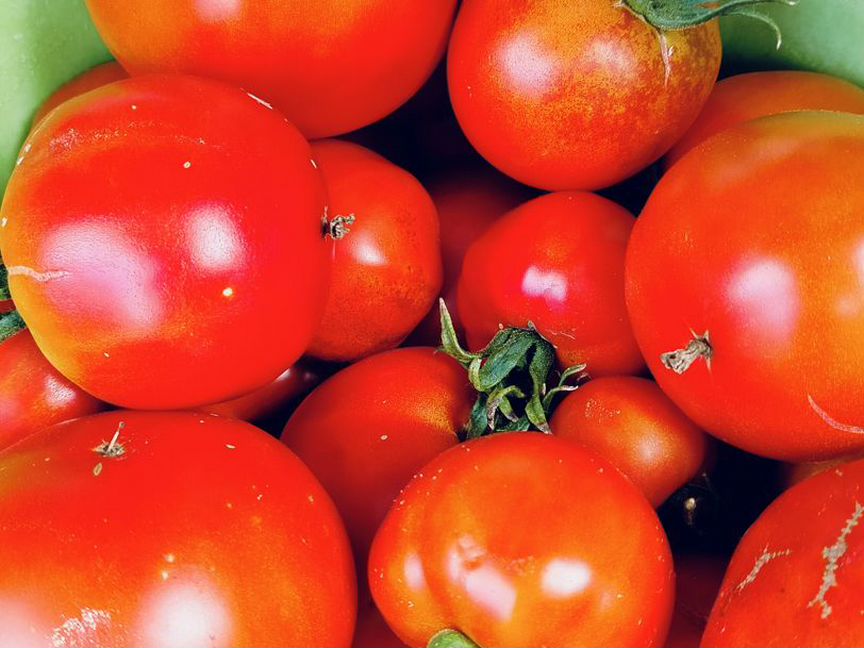 Помидора в Павлово