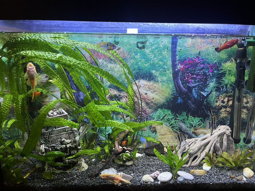 Аквариум с рыбками