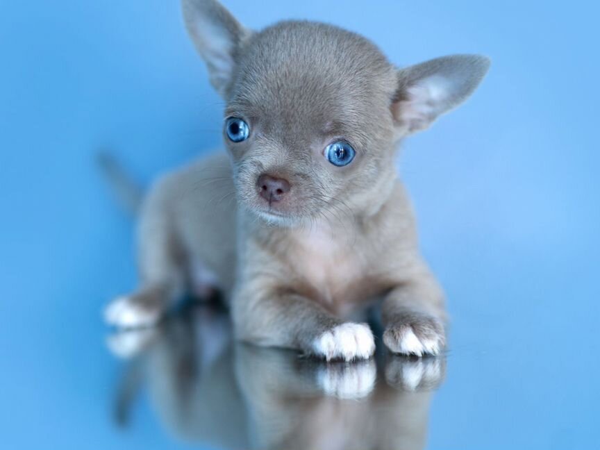 Щенки чихуахуа