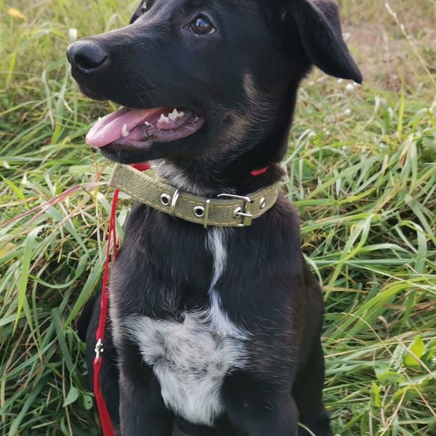 Щеночек у добрые руки