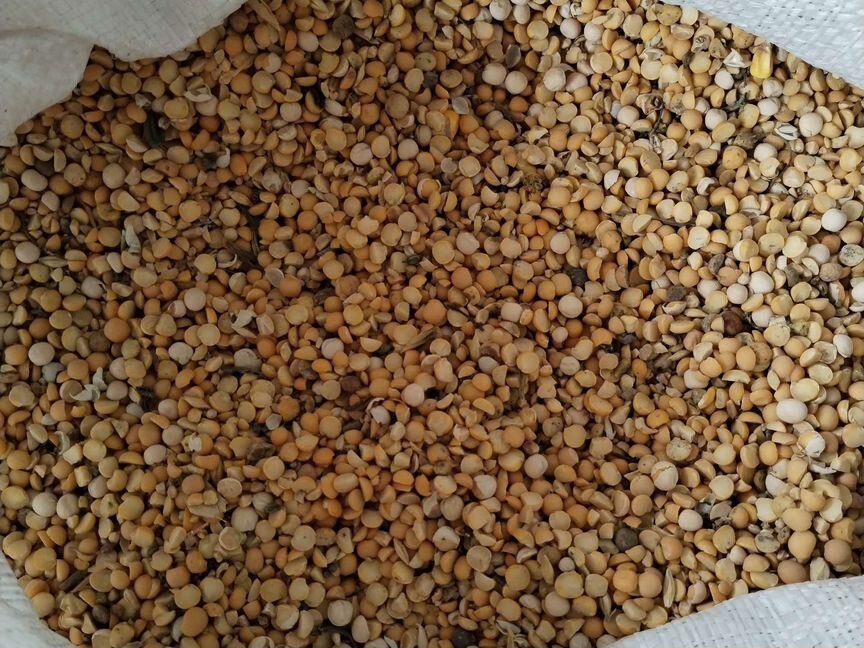 Горох кормовой