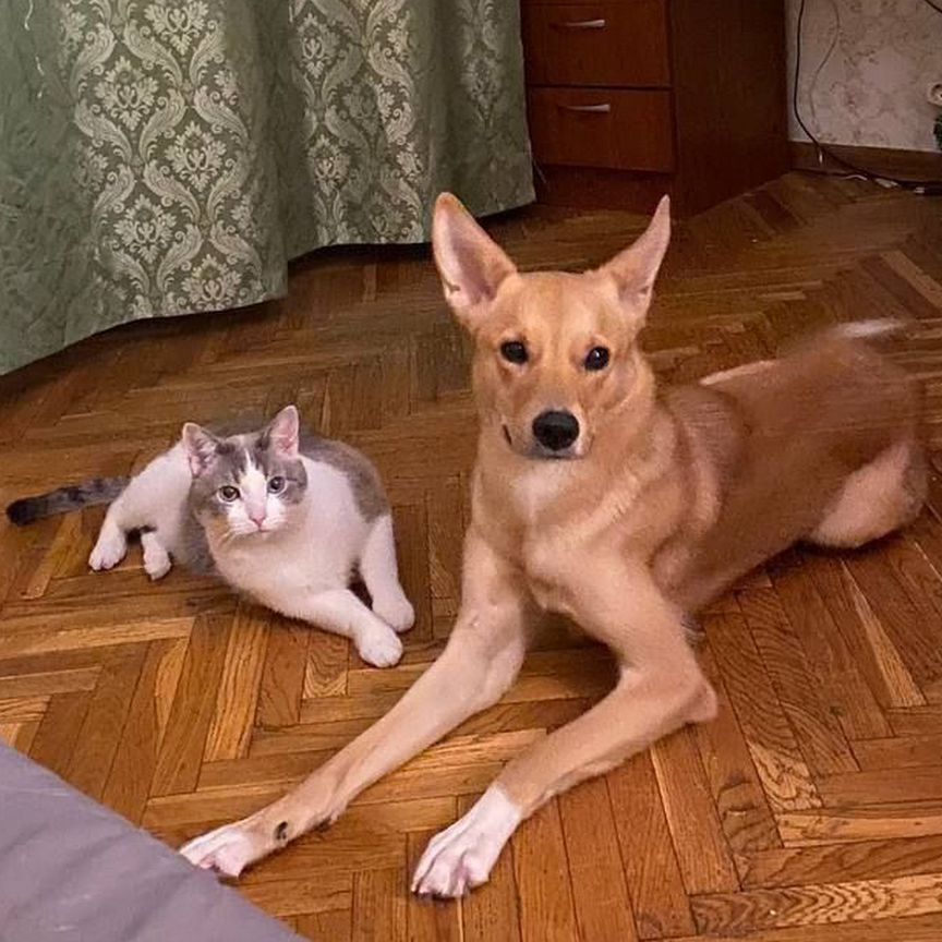 Булочка ищет новый дом