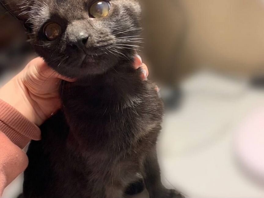 Черный котенок в добрые руки