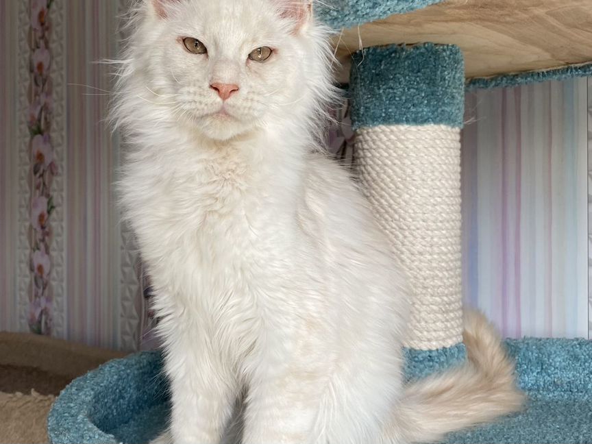 Котята мейн-кун