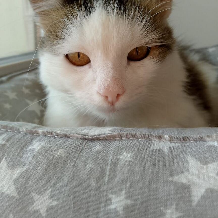 Кошечка ищет дом