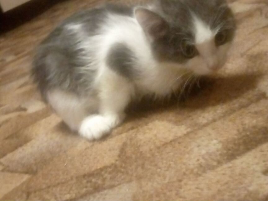 Кошка порода балинез хорошая порода