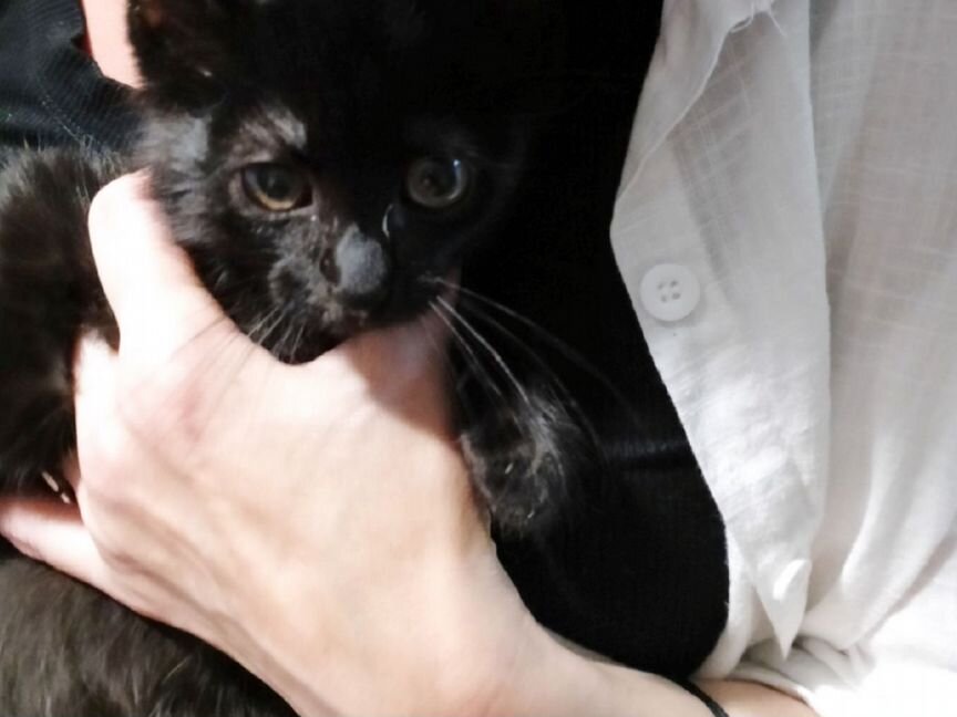 Котёнок