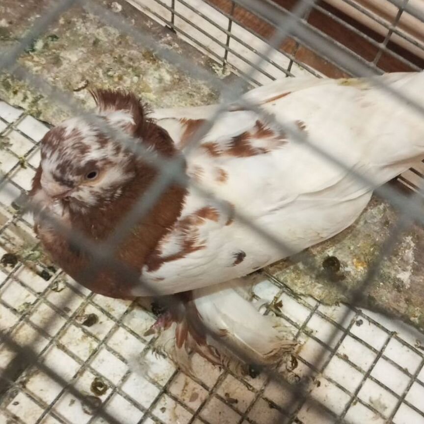 Голуби узбекские