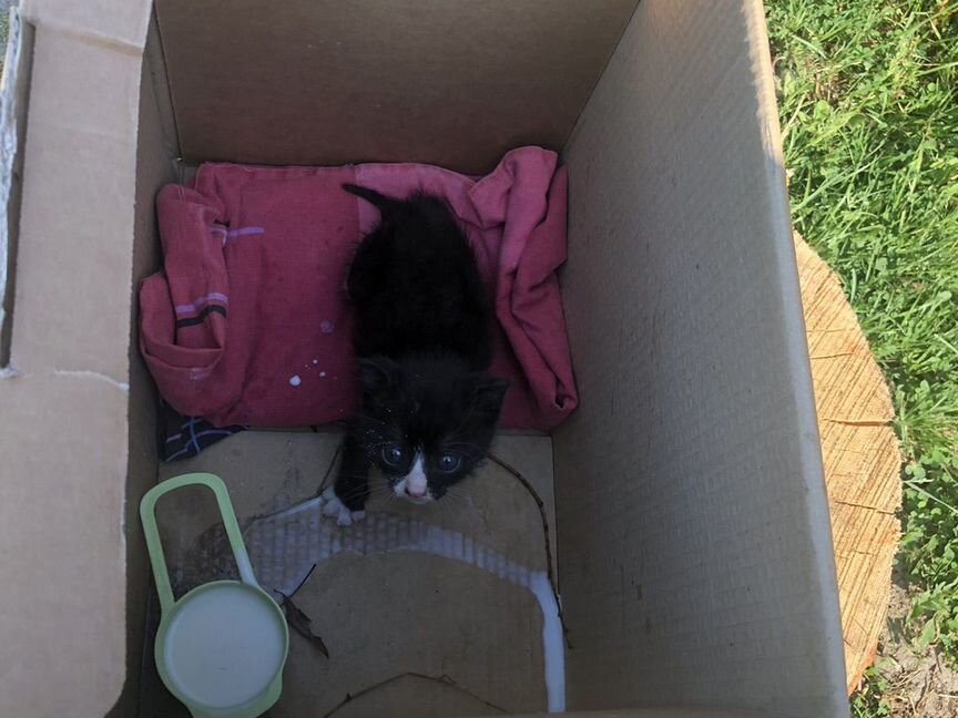 Котёнок, 3 недели