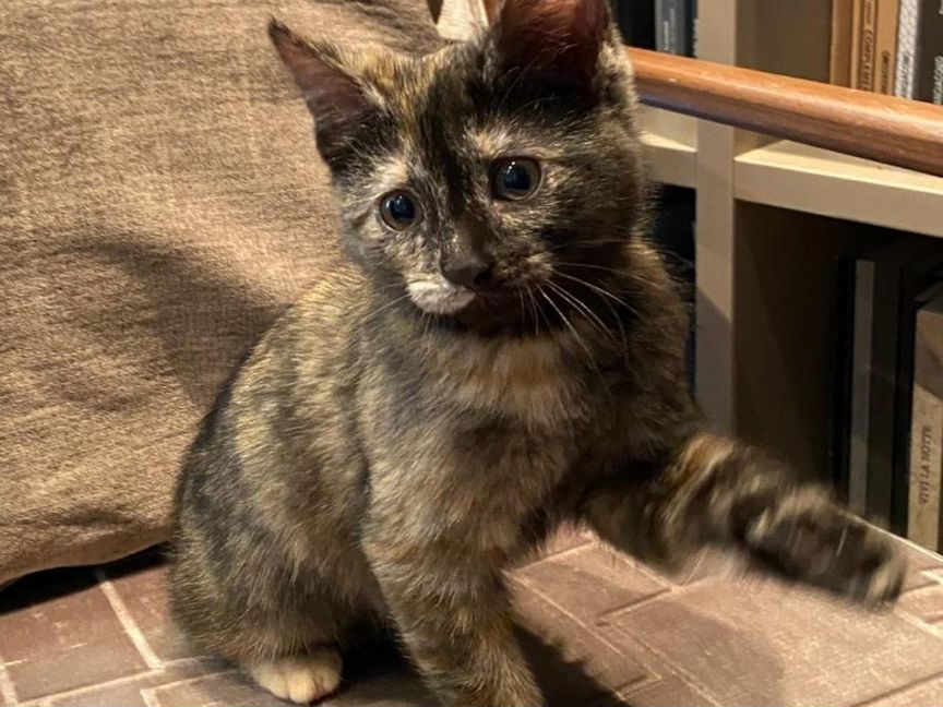 Ласковая котя