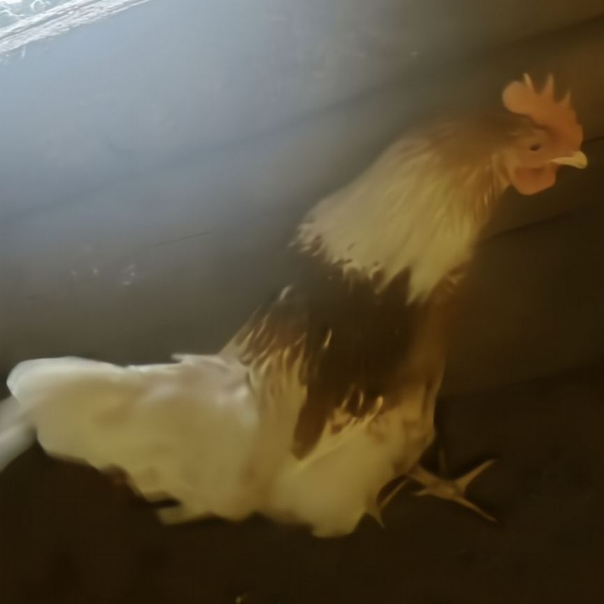 С/х животные петушки