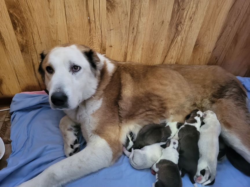 Среднеазиатская овчарка алабай щенки
