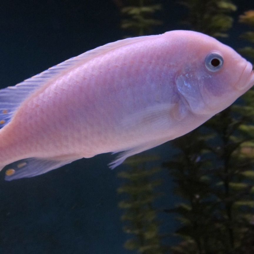 Рыба цихлида