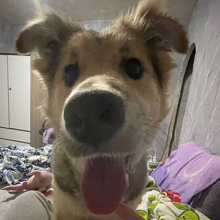 Немецкая овчарка, щенок