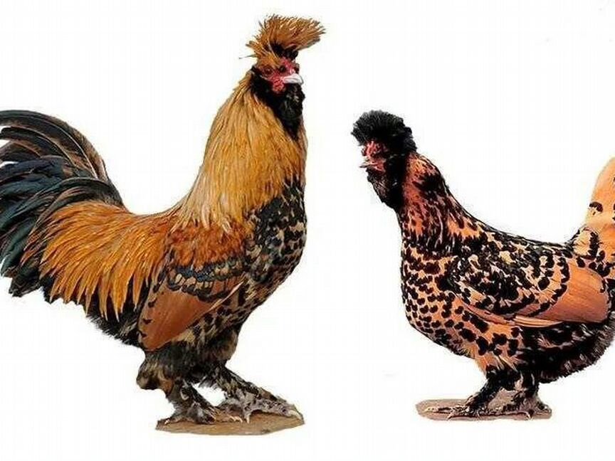 Цыплята Павловское золото