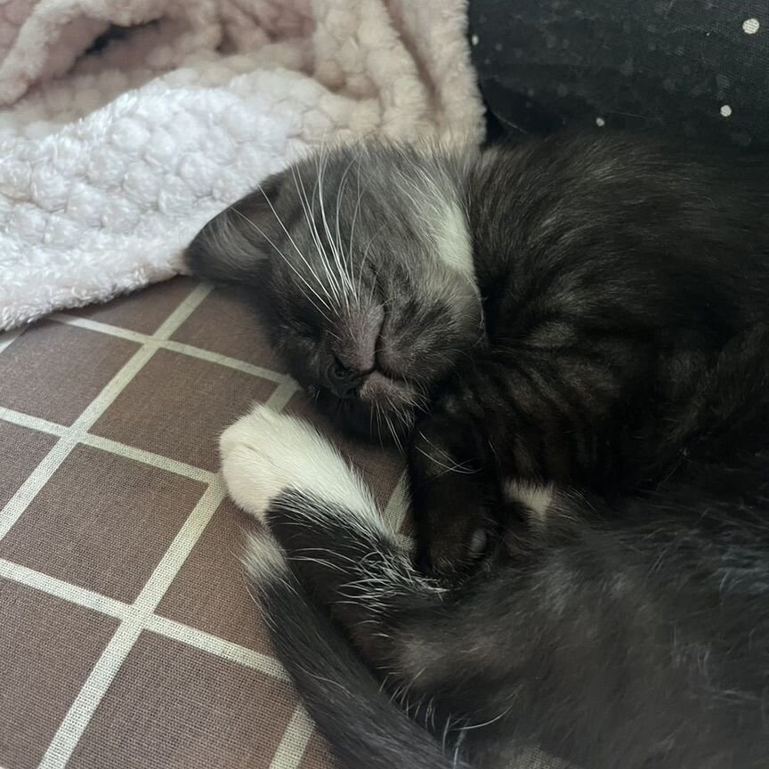 Котенок девочка в добрые руки 2 месяца