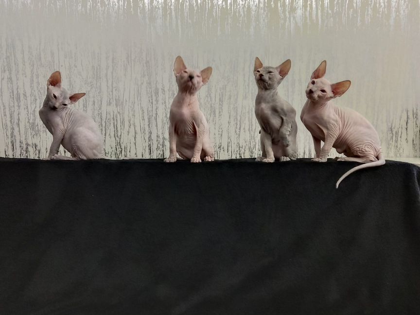 Донской сфинкс котята
