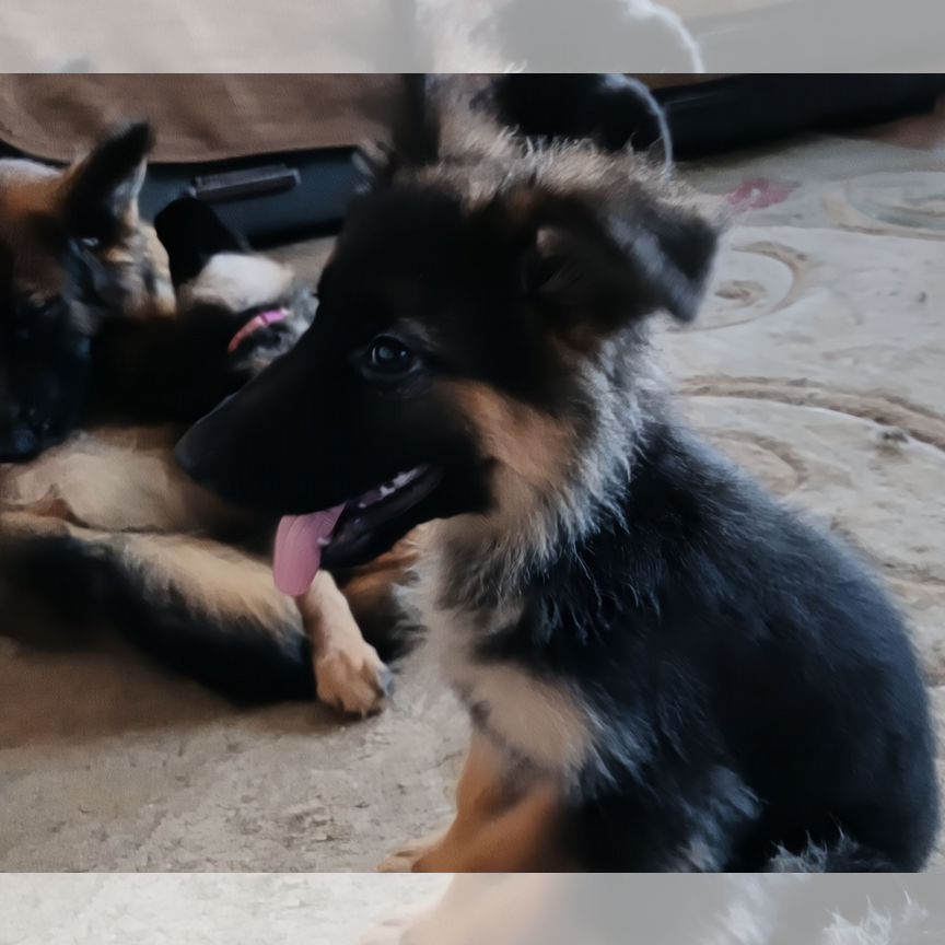 Немецкая овчарка, щенок