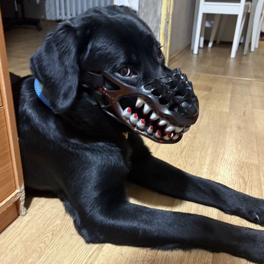 Лабрадор-ретривер, взрослый пёс