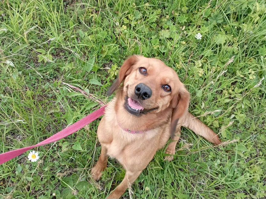 Собака в добрые руки