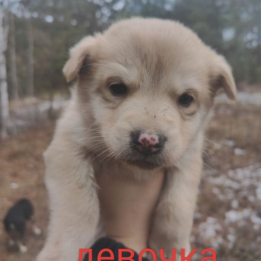 Отдам бесплатно животные