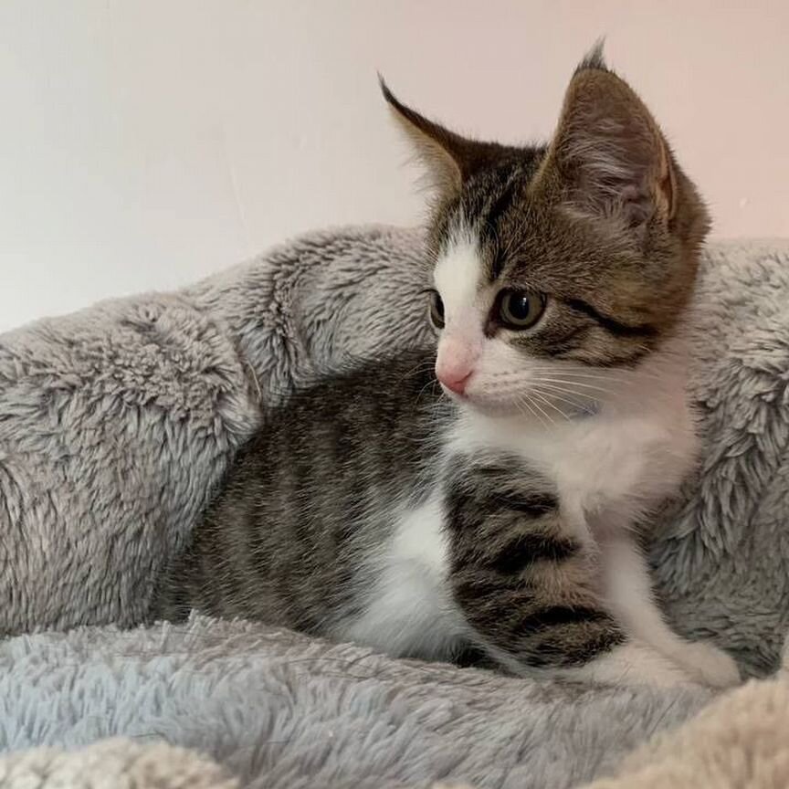 Кот, котенок