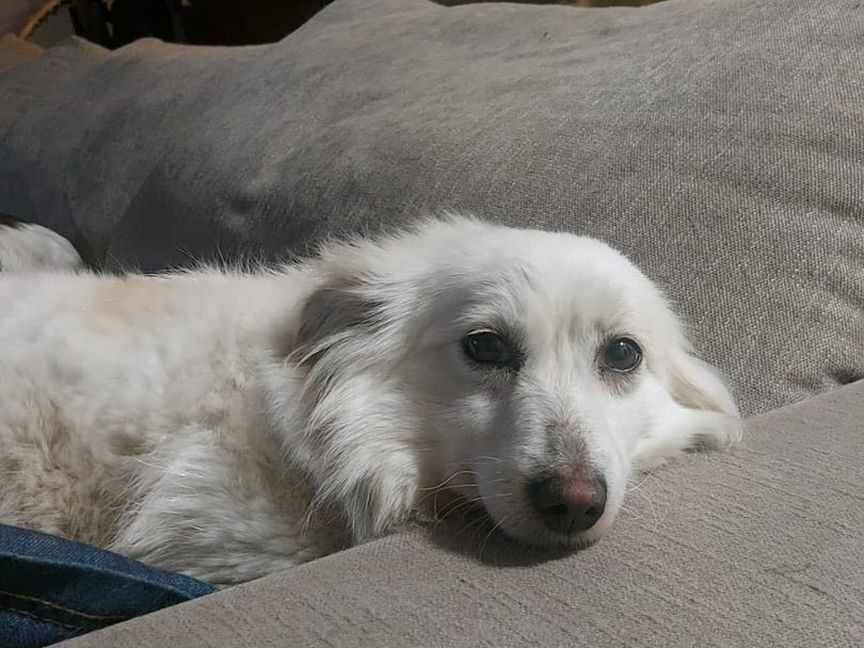 Собака в добрые руки