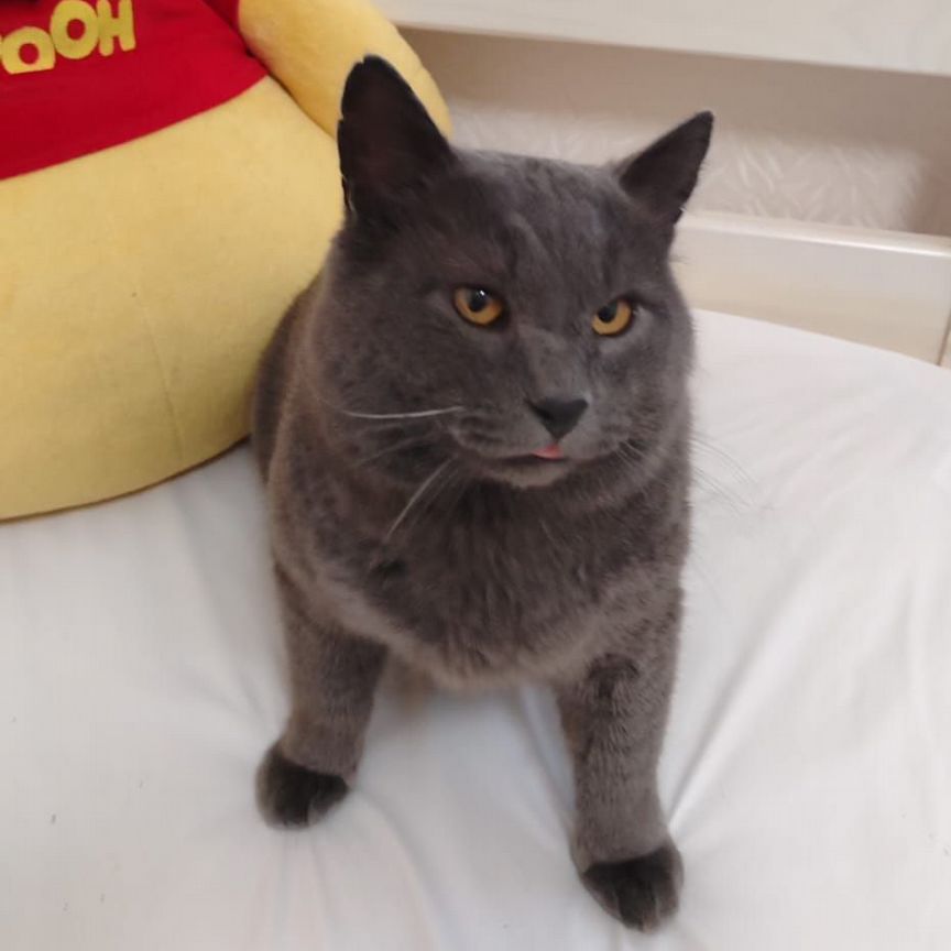 Дымка ищет дом