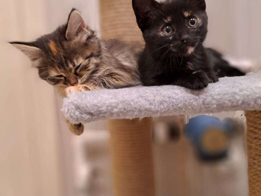 Котята Бомбейской кошки