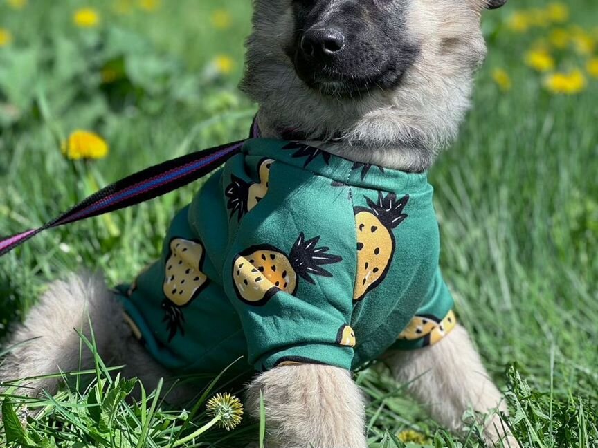 Щенок Сэнди ищет дом