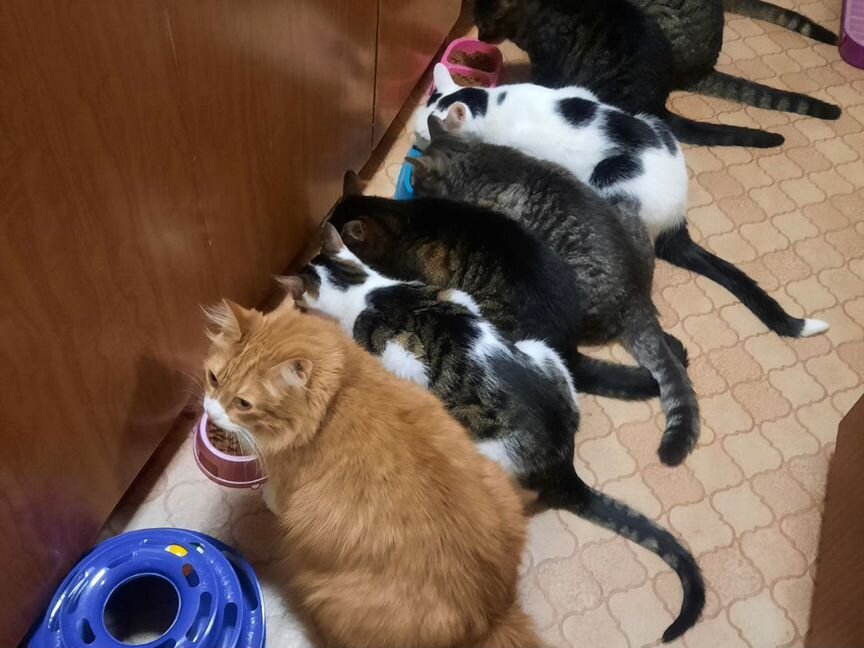 Прошу помощи для моих маленьких подопечных