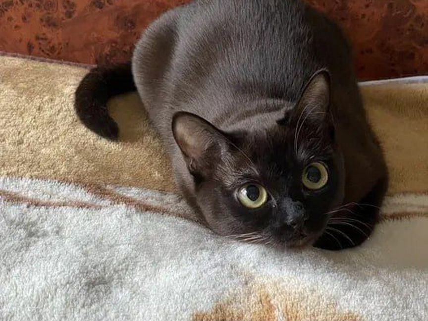 Гипоаллергенный котенок (бурма американская)
