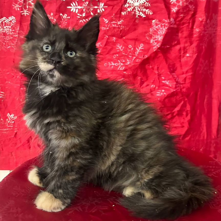 Мейн-кун котёнок