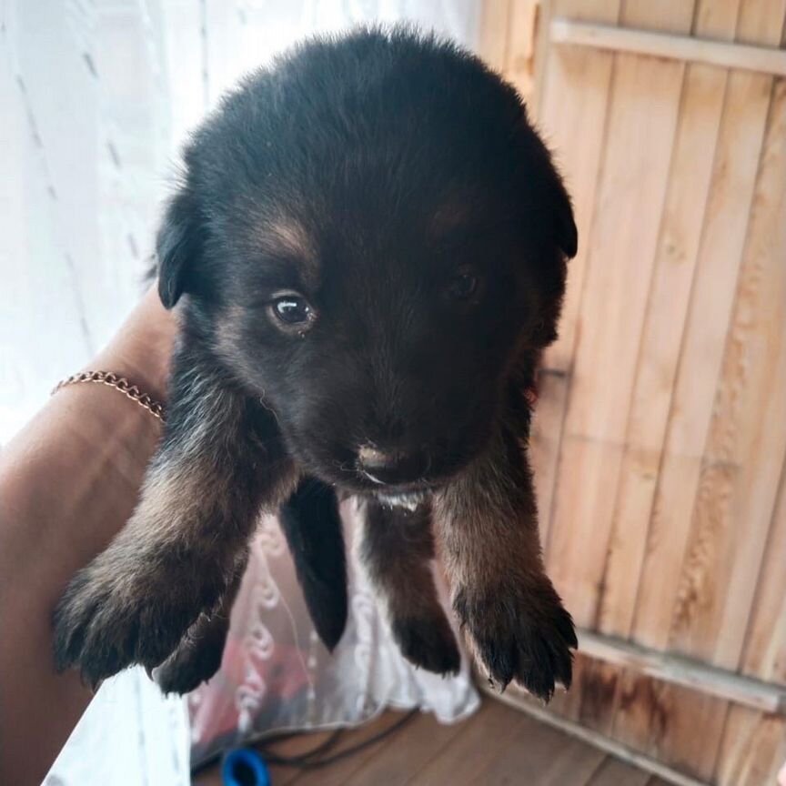 Щенки немецкой овчарки