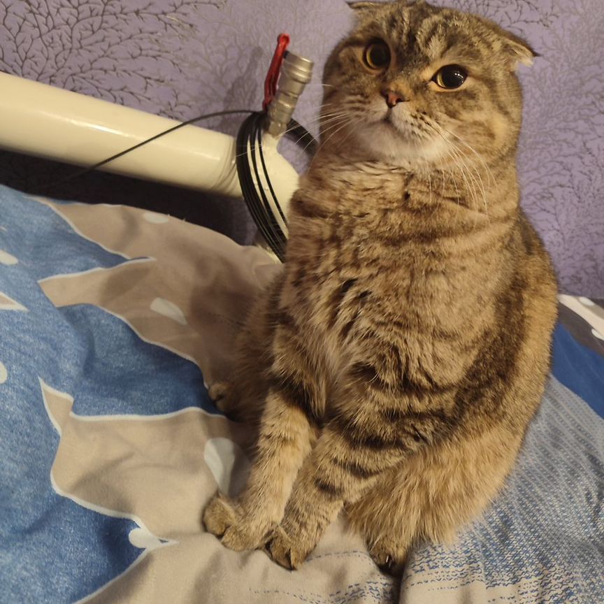 Британский длинношёрстный, взрослый кот