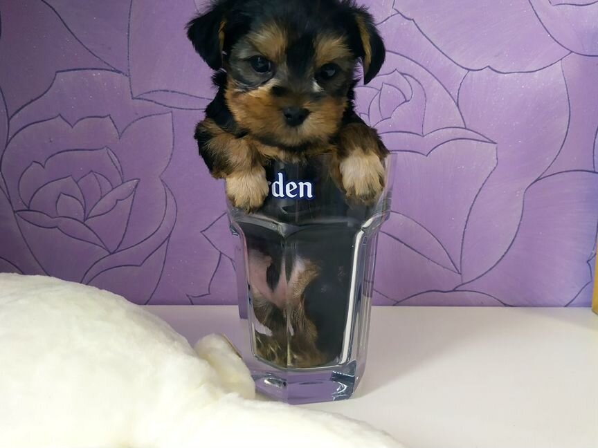 Щеночек Йоркширский терьер