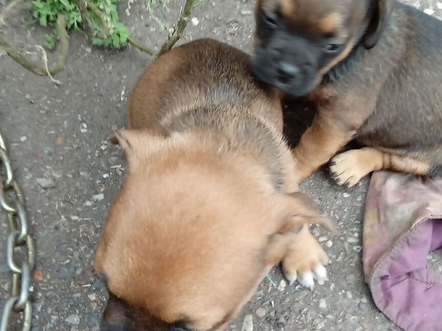 Отдам в добрые руки