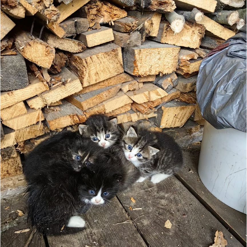 Котята в добрые руки бесплатно