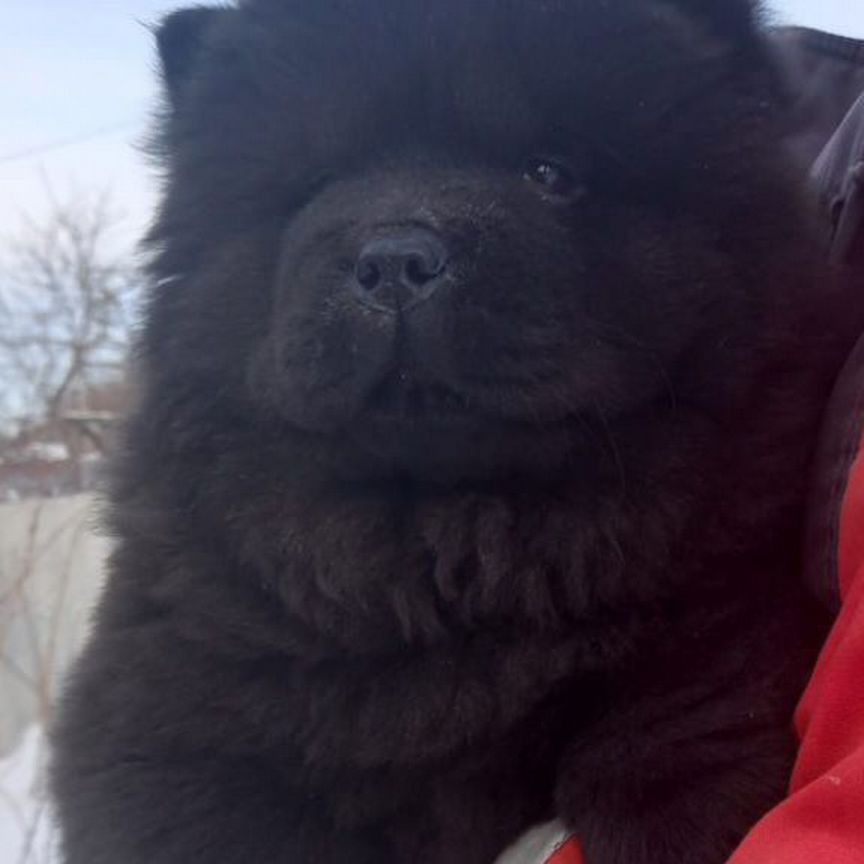 Чау-чау мальчик