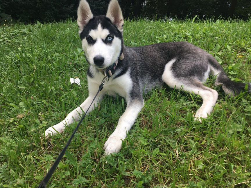 Щенки сибирской хаски