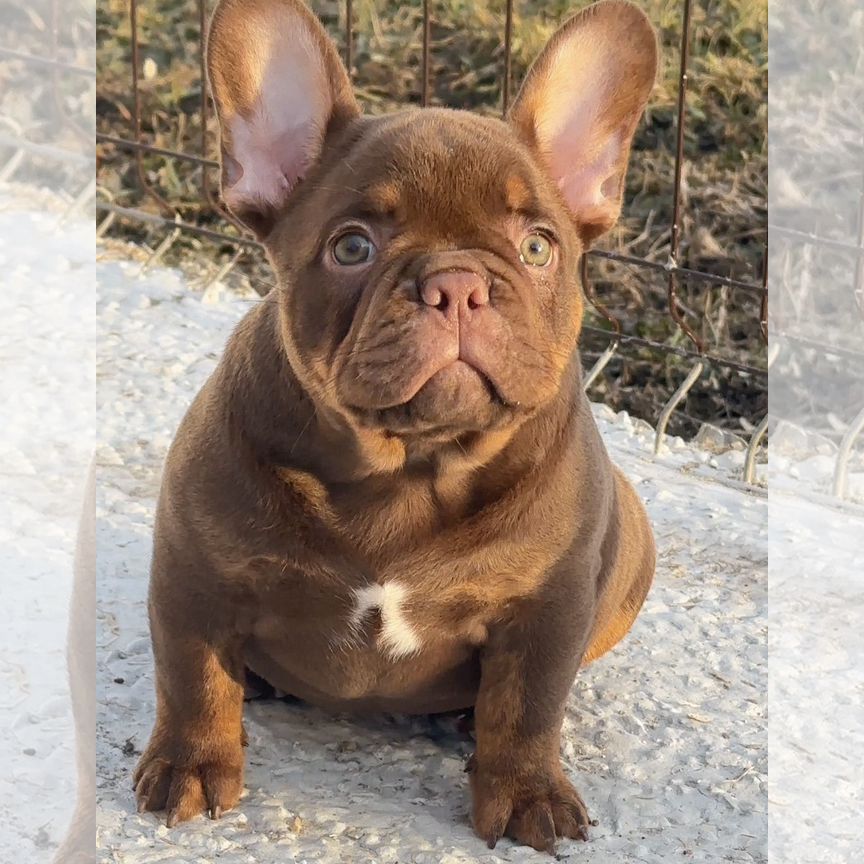 Французский бульдог, щенок