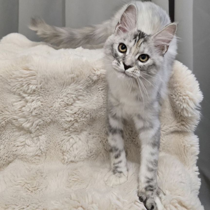 Мейн-кун котёнок