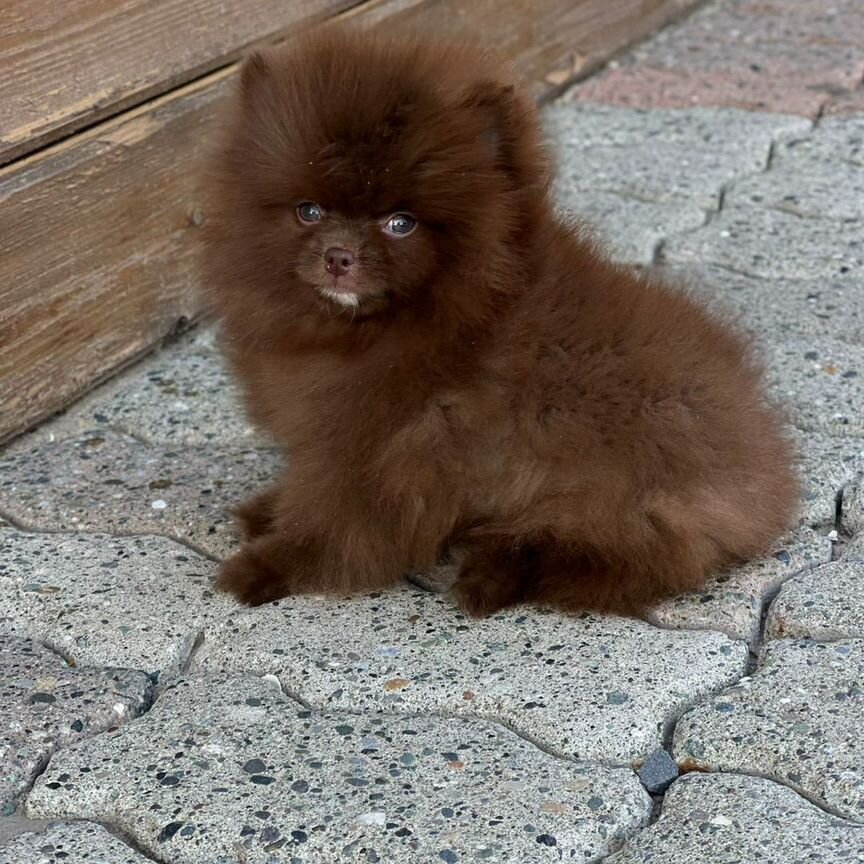 Померашки редких окрасов