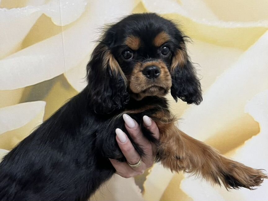 Щенки Кавалер Кинг Чарльз Спаниеля