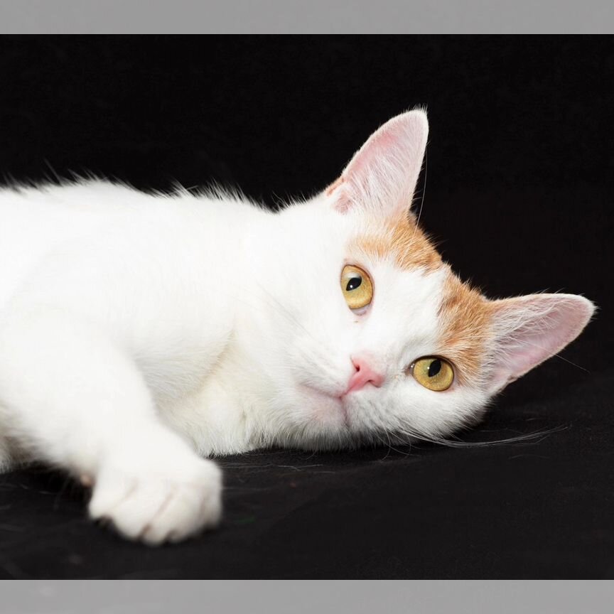 Кошка котенок кошечка