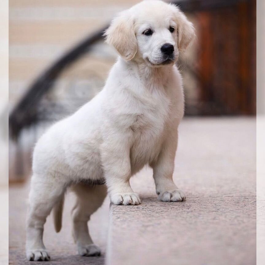 Золотистый ретривер, щенок