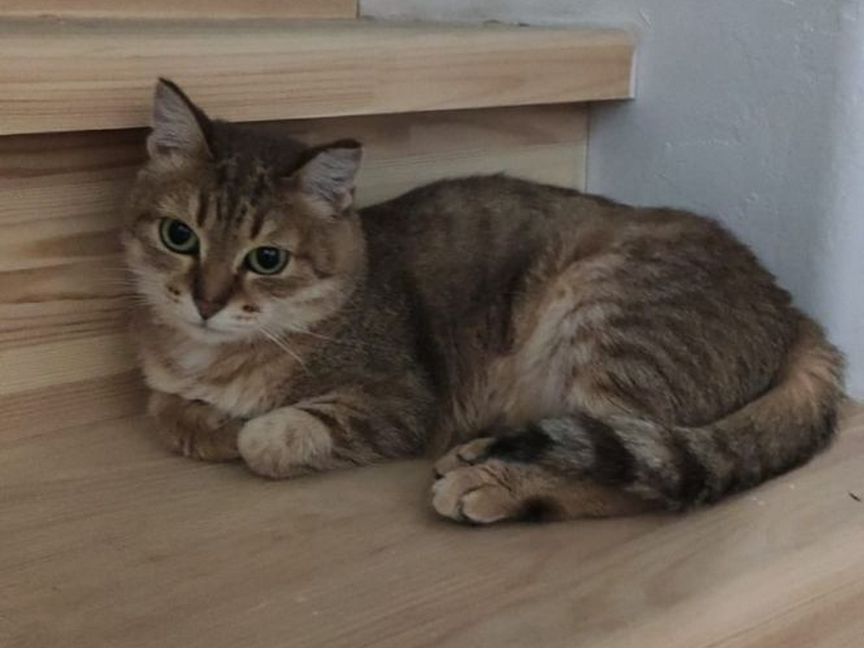 Кошечке нужен дом