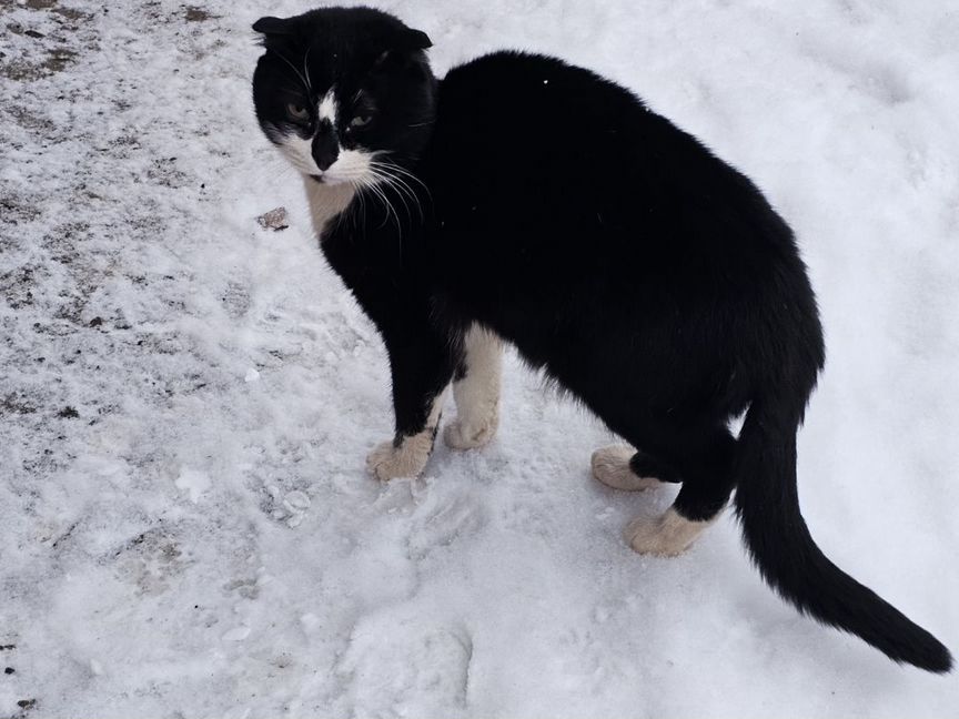 Котик бездомный вислоухий